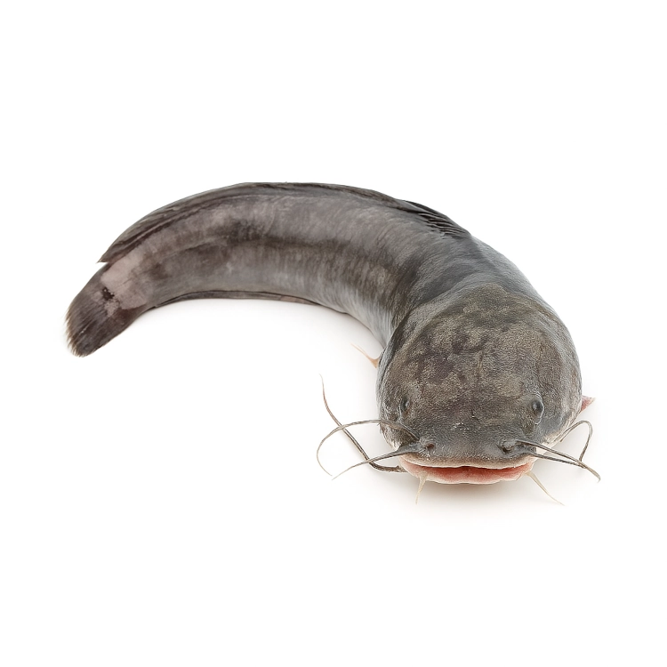 Ikan Keli – Banktif Trading